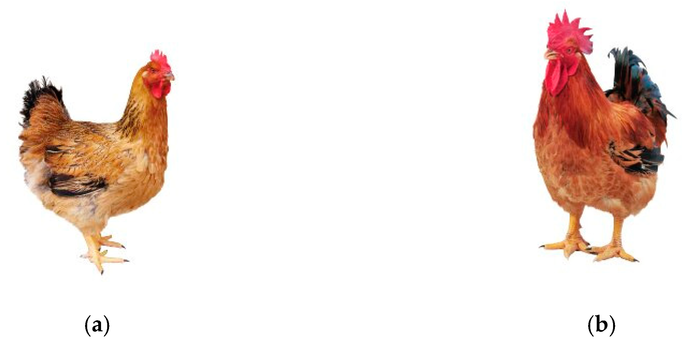 The Posture Detection Method of Caged Chickens Based on Computer Vision