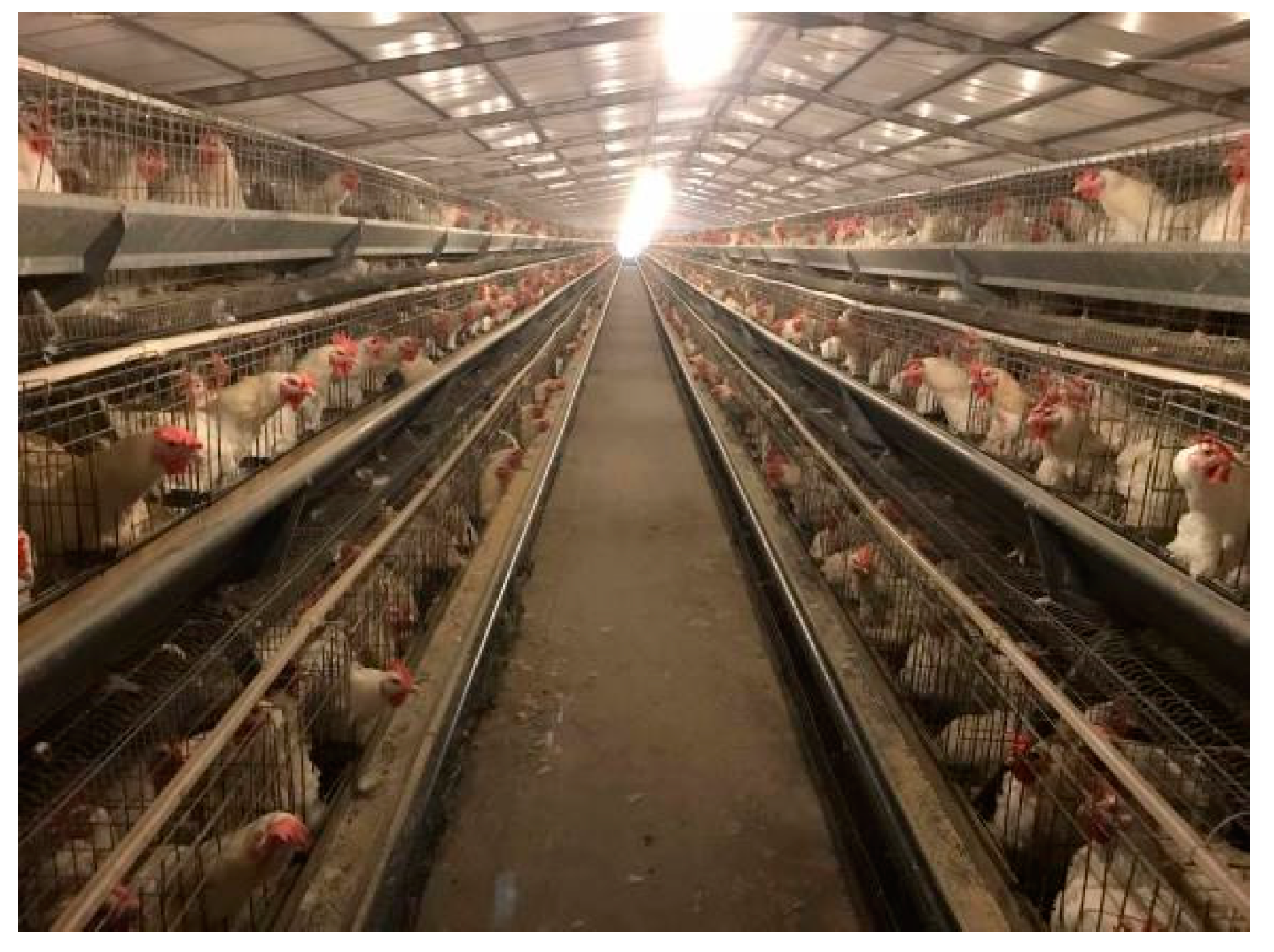 The Posture Detection Method of Caged Chickens Based on Computer Vision