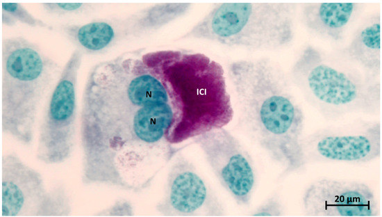 Chlamydiosis in Animals