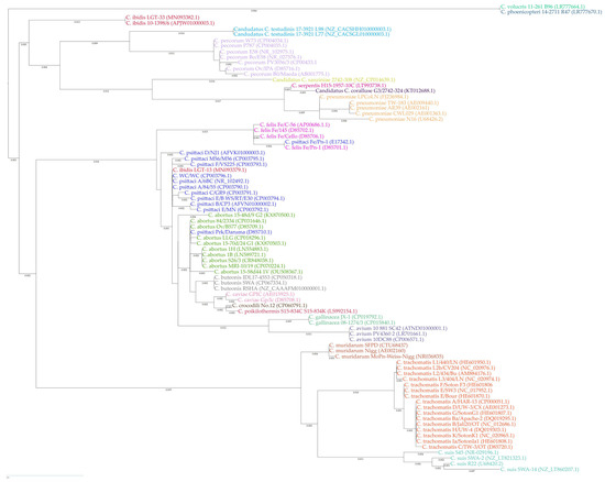 Chlamydiosis in Animals