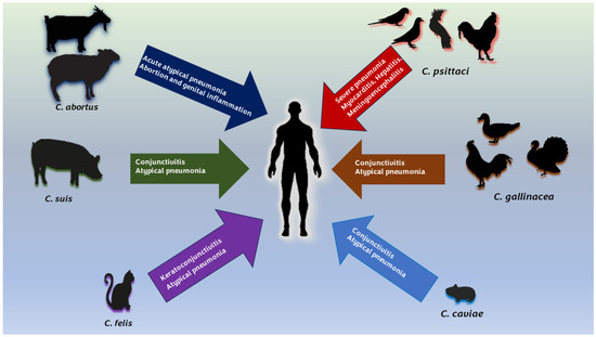 Chlamydiosis in Animals