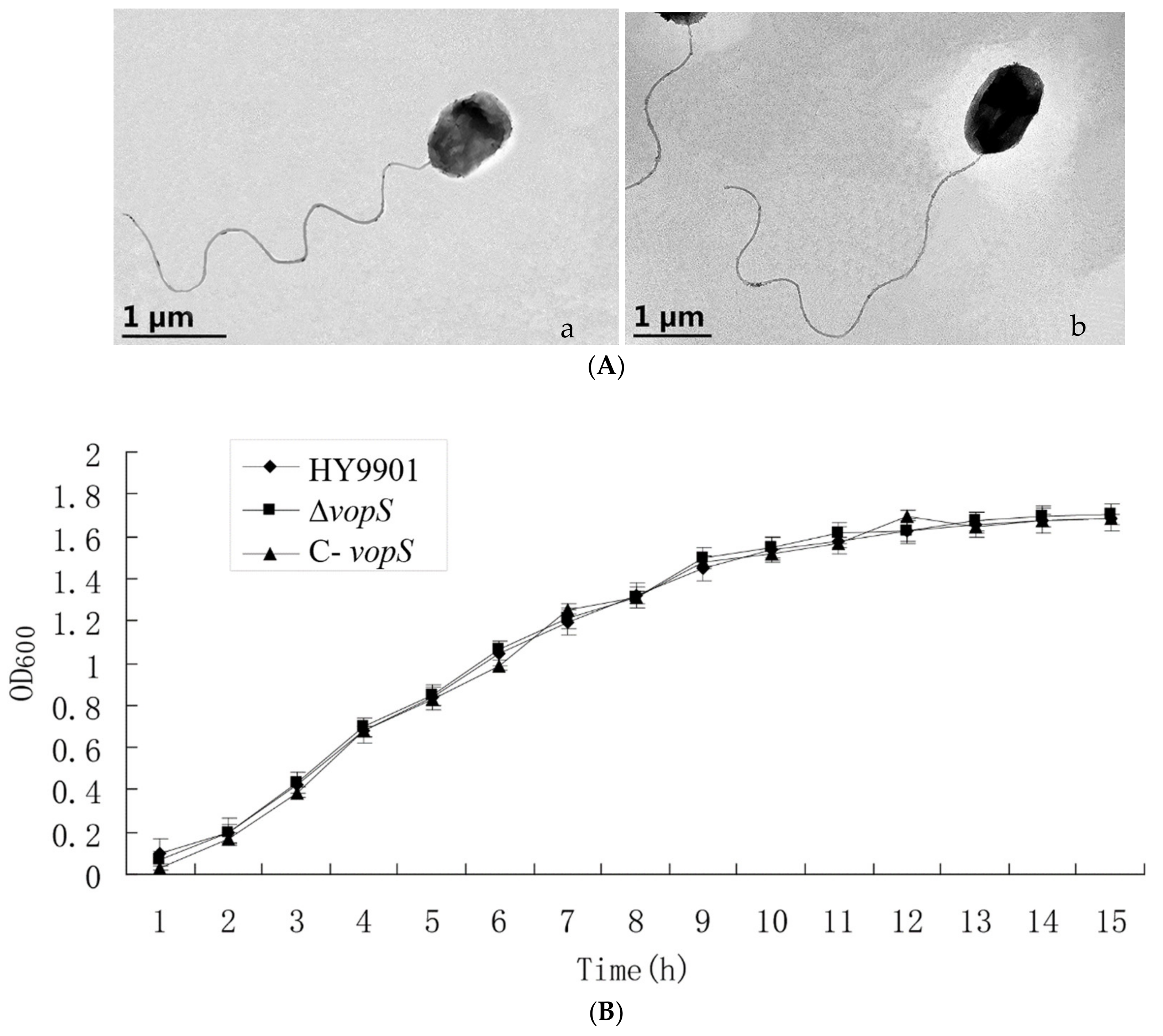 Vibrio alginolyticus Reprograms CIK Cell Metabolism via T3SS Effector VopS to Promote Host Cell ...