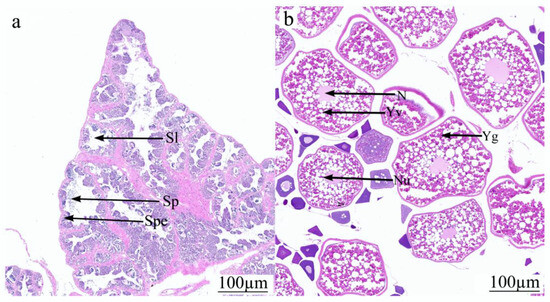 Comparative Transcriptome Analysis of Sexual Differentiation in Male ...