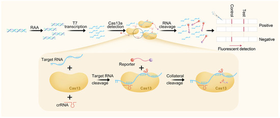 CRISPR-Cas13a-Based Lateral Flow Assay for Detection of Bovine Leukemia ...