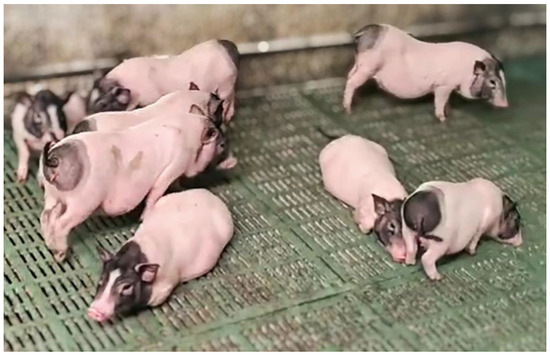 Occurrence and Genotypic Identification of Blastocystis spp. and ...