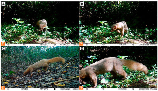 Unveiling the Colors of Mustelids: A Historical Review on the Emergence ...