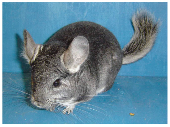 Study on Adult Chinchilla (Chinchilla lanigera) Preferences for Cages ...