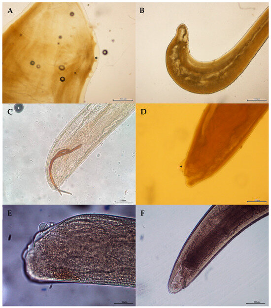 Parasitic Infections in Stranded Whales and Dolphins in Canary Islands ...
