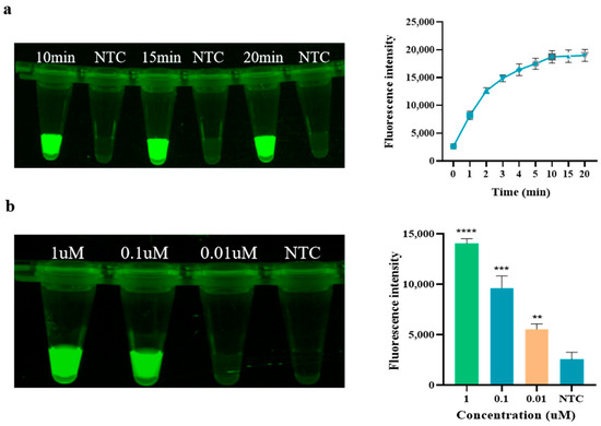 Development and Validation of RAA-CRISPR/Cas12a-Based Assay for ...