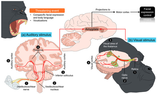 Neurobiology and Anatomy of Facial Expressions in Great Apes ...