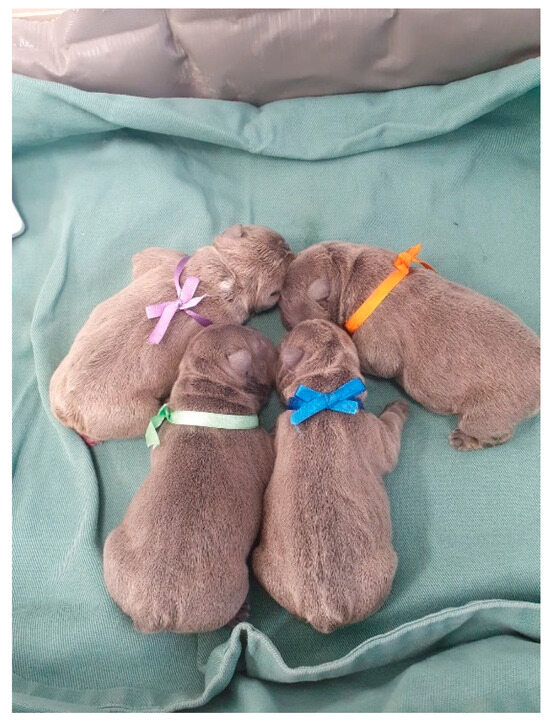 Neonatal Clinical Assessment of the Puppy and Kitten: How to Identify ...