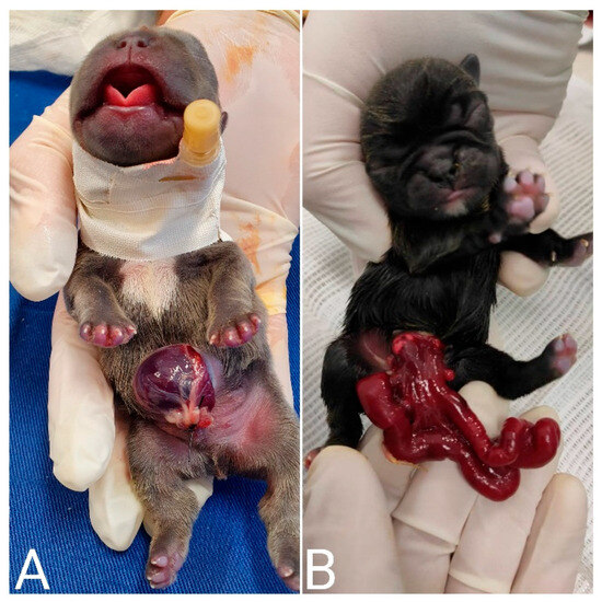 Neonatal Clinical Assessment of the Puppy and Kitten: How to Identify ...