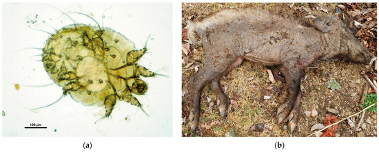 Genetic and Serological Survey of Sarcoptic Mange (Sarcoptes scabiei ...