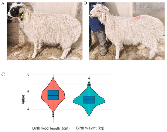 Genome-Wide Association Study of Birth Wool Length, Birth Weight, and ...