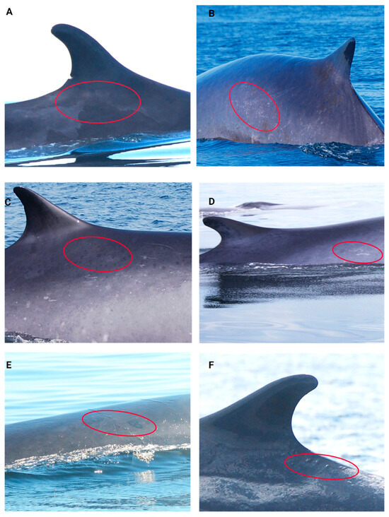 Physical Measures of Welfare in Fin (Balaenoptera physalus) and ...