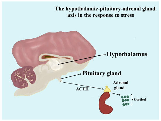 Behavioral, Physiological, and Pathological Approaches of Cortisol in Dogs