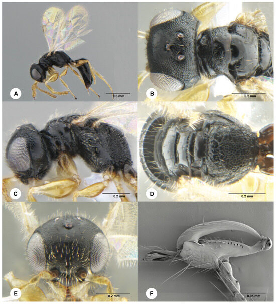 DNA Barcoding Reveals Species Diversity and Host Associations of ...