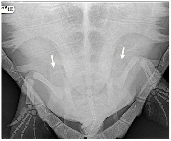 Comparative Diagnostic Efficacy of Ultrasonography and Radiography for ...