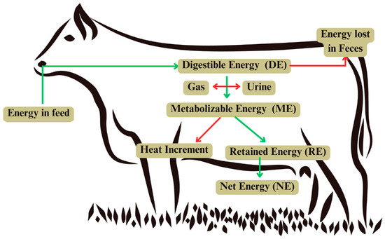 Exploring Feed Efficiency in Beef Cattle: From Data Collection to ...