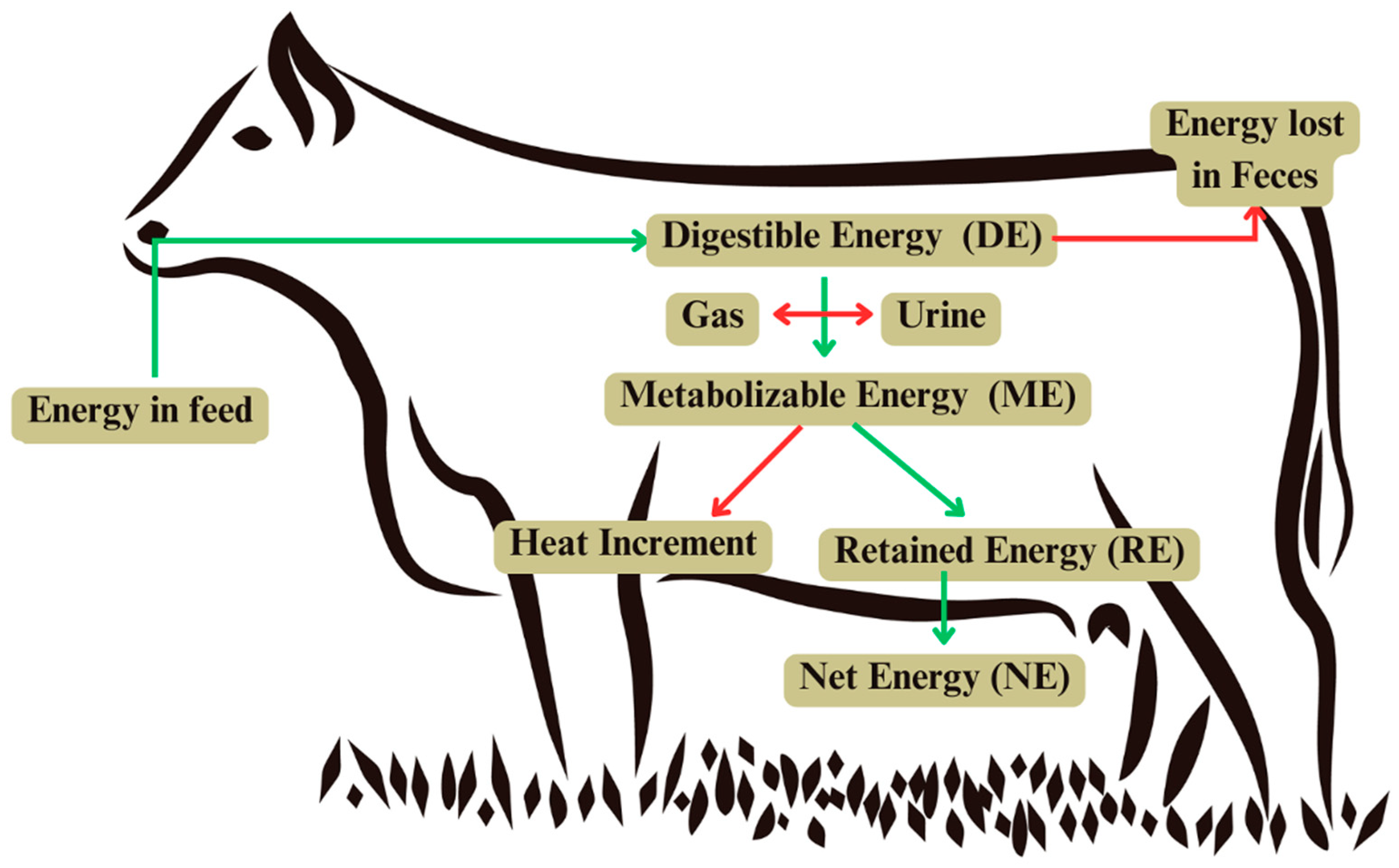 Exploring Feed Efficiency in Beef Cattle: From Data Collection to ...