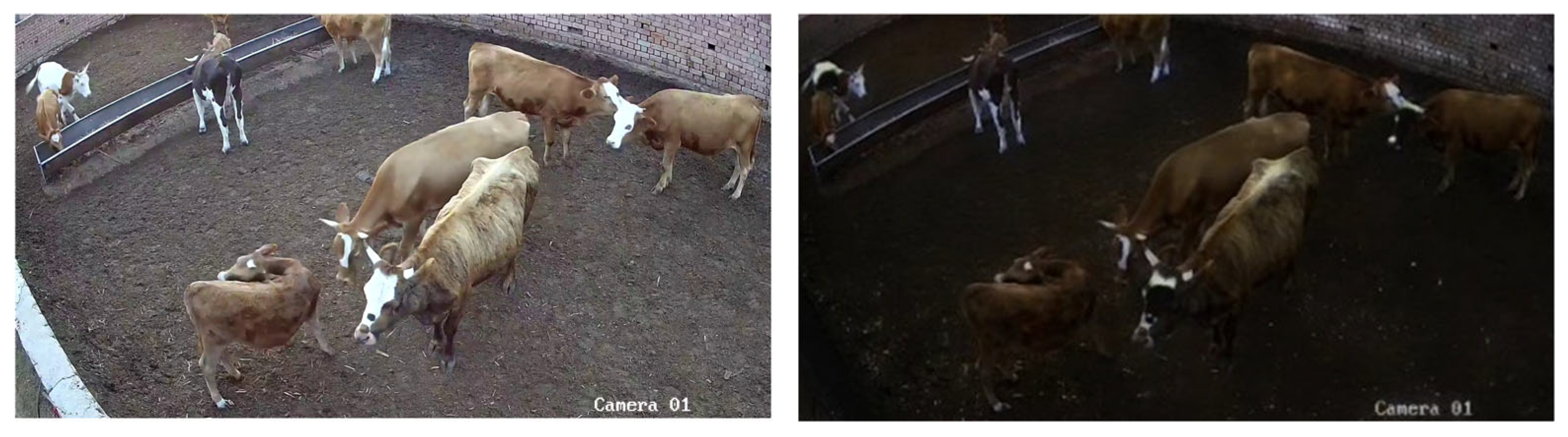 Adltformer Team-Training with Detr: Enhancing Cattle Detection in Non ...