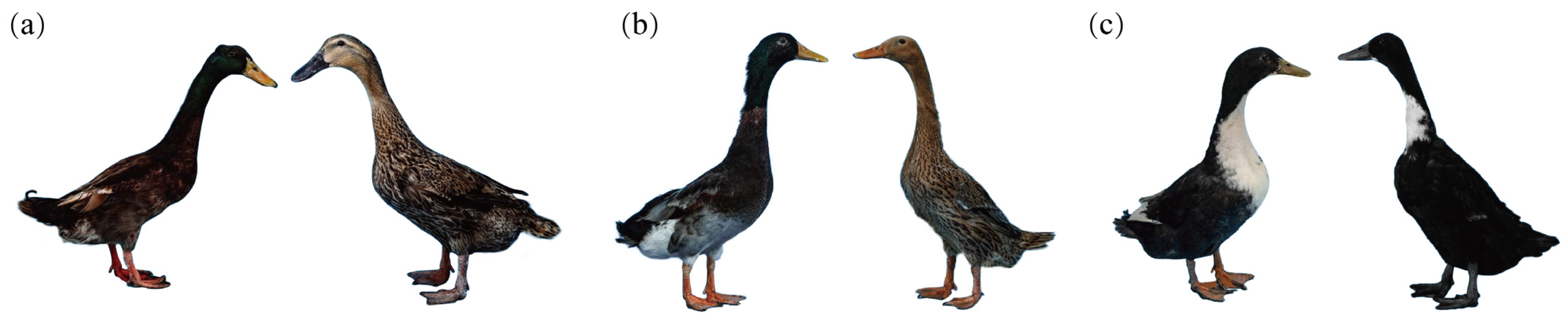 Genome-Wide Structural Variation Analysis and Breed Comparison of Local ...