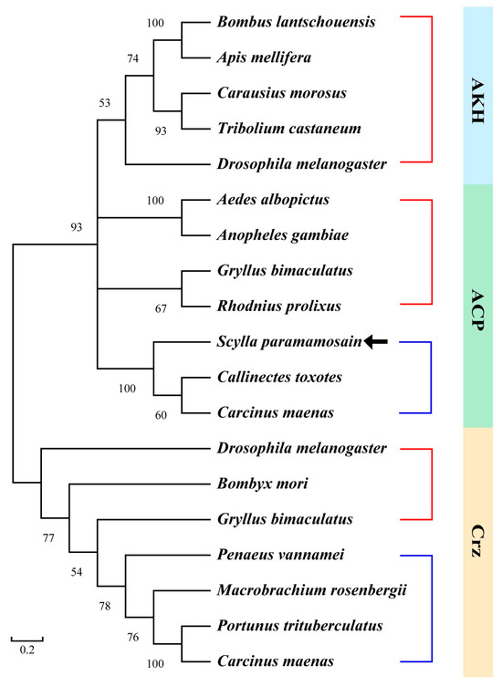 Evaluation of the Effect of Adipokinetic Hormone/Corazonin-Related ...