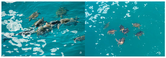 The First Comprehensive Examination of Male Morphometrics and the ...