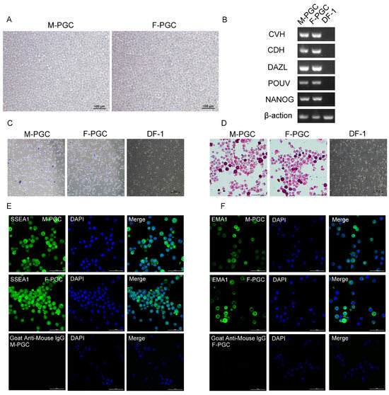 RNA-Seq and ATAC-Seq Reveal CYP26A1-Mediated Regulation of Retinoic ...