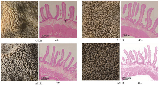 Rumen-Degradable Starch Improves Rumen Fermentation, Function, and ...