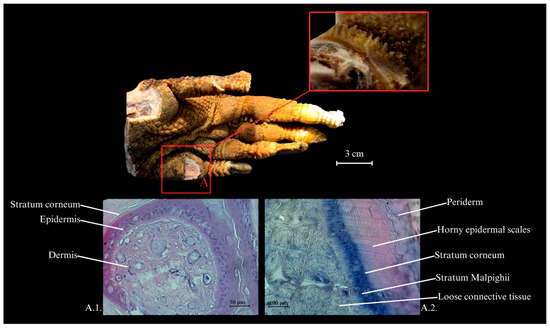 The Musculoskeletal Anatomy of the Komodo Dragon’s Hindlimb (Varanus ...