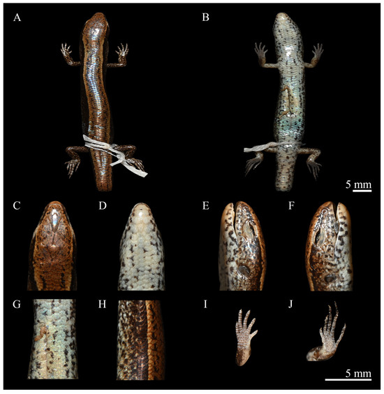 Hidden Urban Biodiversity: A New Species of the Genus Scincella ...