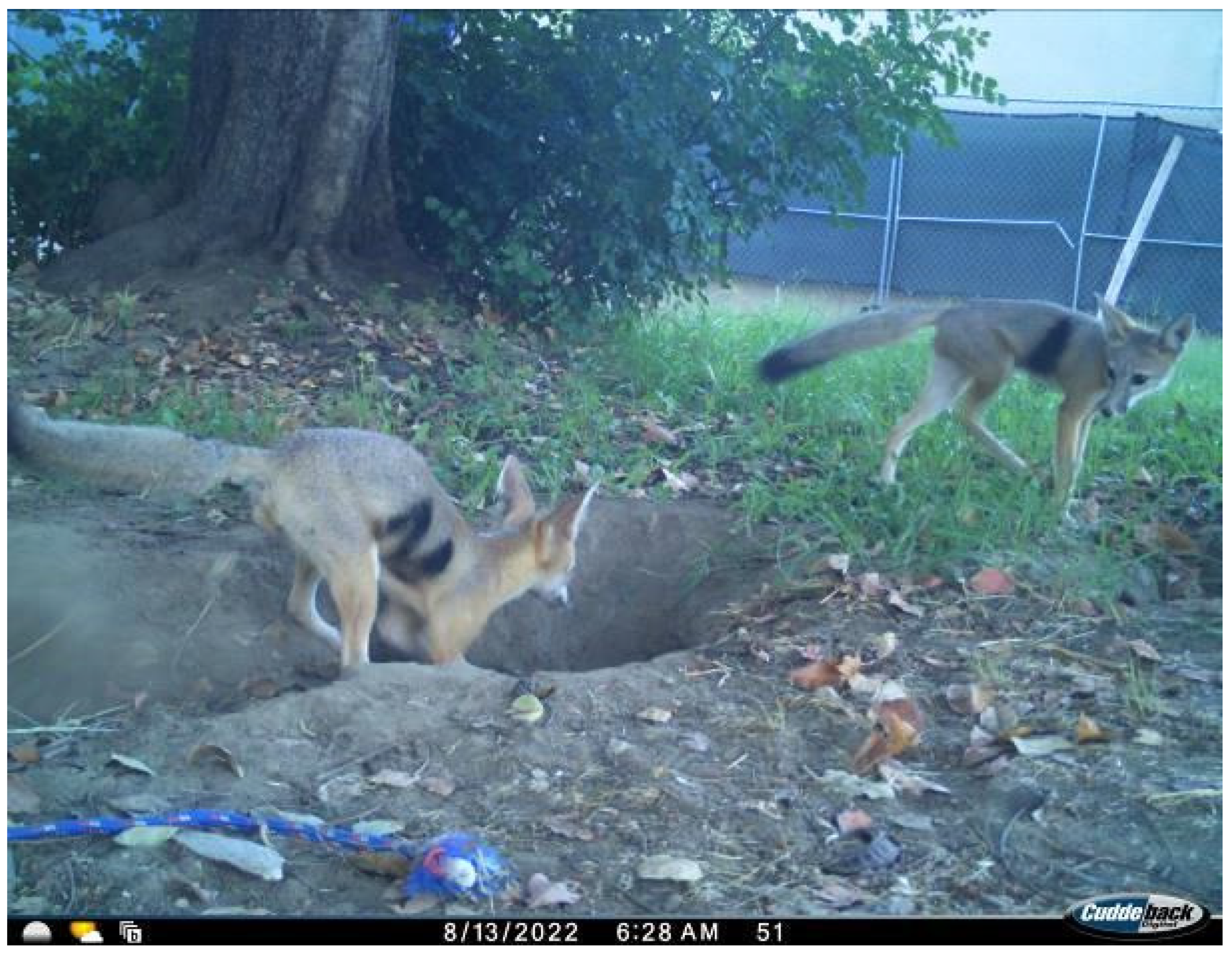 Den Use Patterns of Endangered San Joaquin Kit Foxes in Urban ...