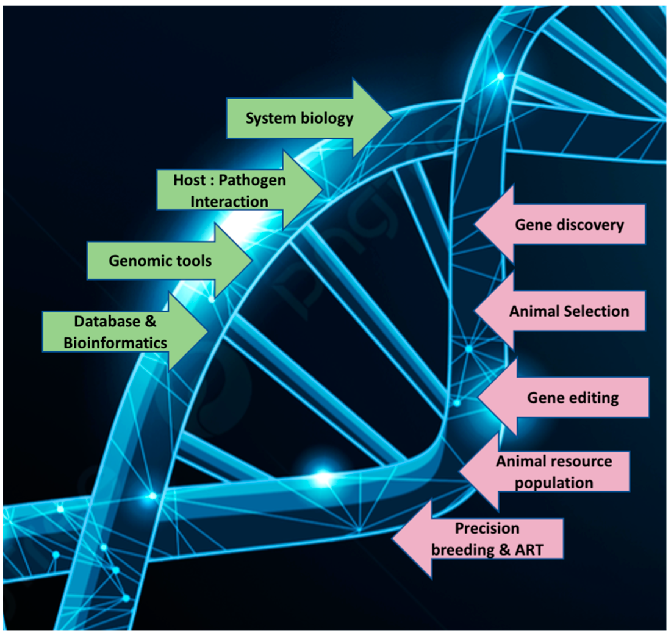 Application of Genomic Selection in Beef Cattle Disease Prevention