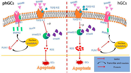 Transcriptome Analysis Reveals the Molecular Mechanism of PLIN1 in ...