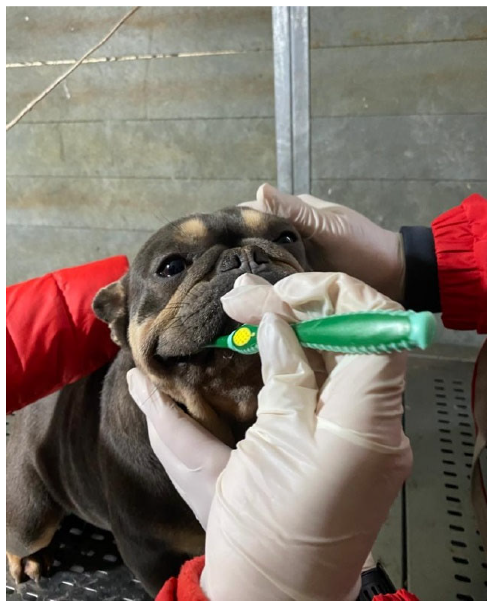 Application of the Buccal Micronucleus Cytome Assay for Genotoxicity ...