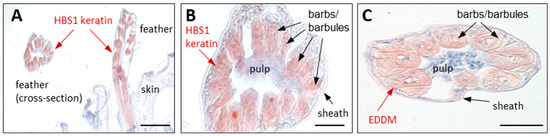 Skin Appendage Proteins of Tetrapods: Building Blocks of Claws ...