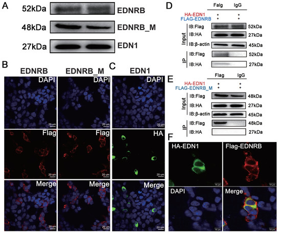 The Impact of Mutant EDNRB on the Two-End Black Coat Color Phenotype in ...