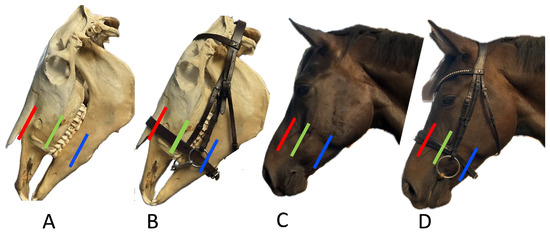 Measuring Noseband Tightness on the Lateral Aspect of the Horse’s Face