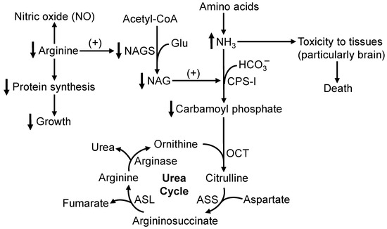 Oral Administration of L-Arginine Improves the Growth and Survival of ...