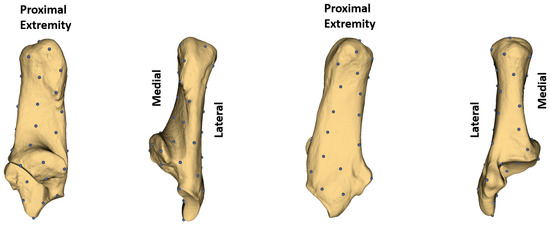 3D Geometric Morphometric Analysis of Calcaneal Morphology in Domestic ...