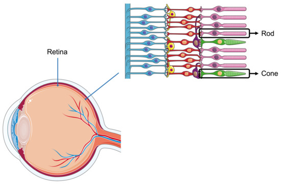 Photoperiod Management in Farm Animal Husbandry: A Review