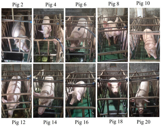 Pig Face Open Set Recognition and Registration Using a Decoupled Detection System and Dual-Loss ...