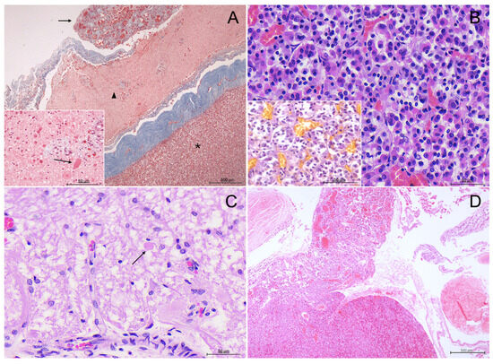 Dolphin Pituitary Gland: Immunohistochemistry and Ultrastructural Cell ...