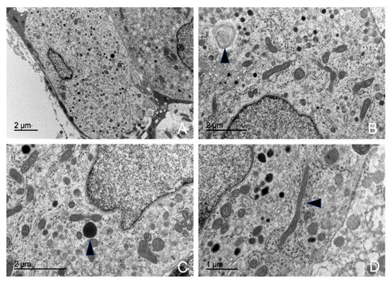 Dolphin Pituitary Gland: Immunohistochemistry and Ultrastructural Cell ...