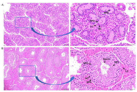 Single-Cell RNA Sequencing Reveals an Atlas of Meihua Pig Testis Cells