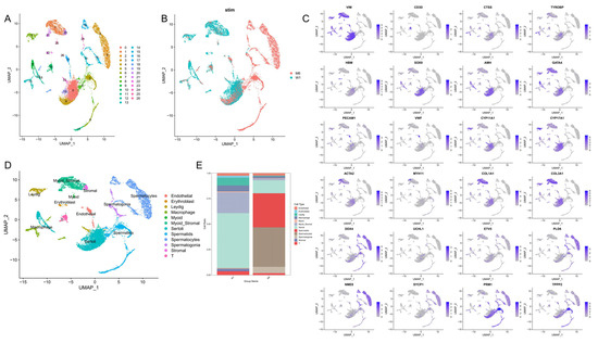 Single-Cell RNA Sequencing Reveals an Atlas of Meihua Pig Testis Cells