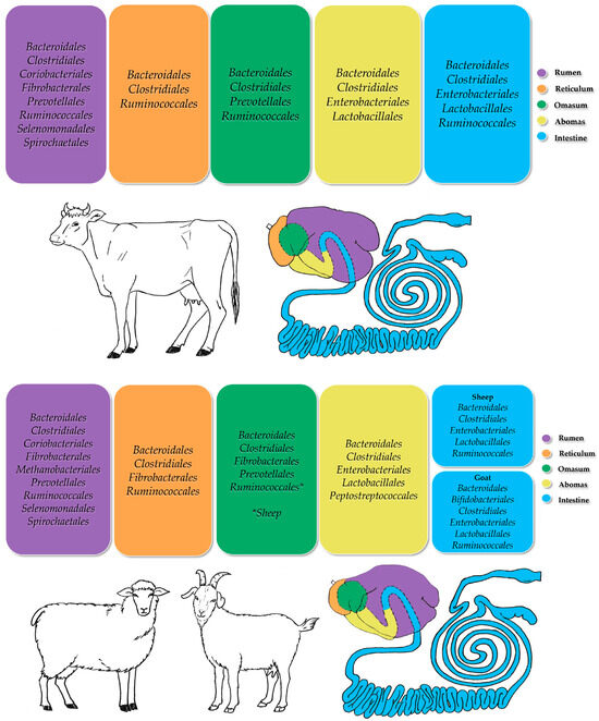 Gut Microbiota of Ruminants and Monogastric Livestock: An Overview