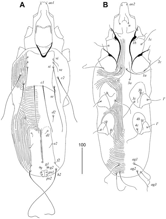Quill Mites of the Family Syringophilidae (Acariformes: Cheyletoidea ...