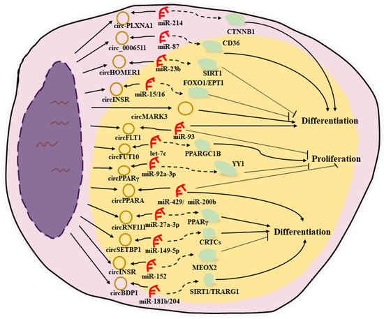 Non-Coding RNAs in Regulating Fat Deposition in Farm Animals